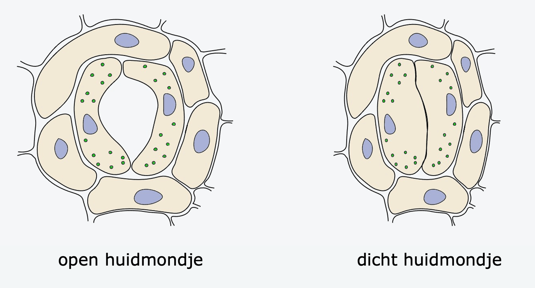 Transport in een plant – Biojuf