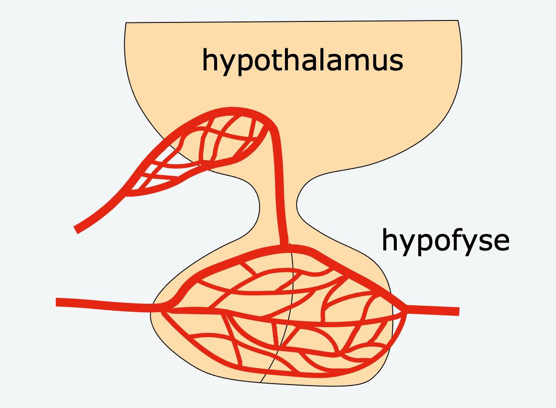 Hormoonstelsel – Biojuf