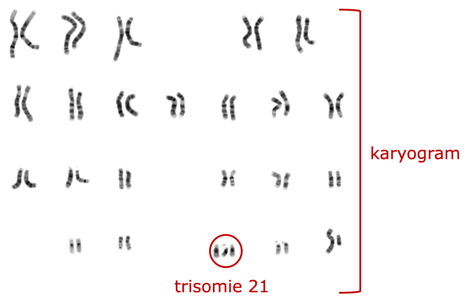 Mutaties – evolutie – Biojuf