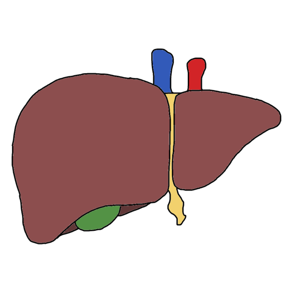 Menselijk lichaam – Biojuf