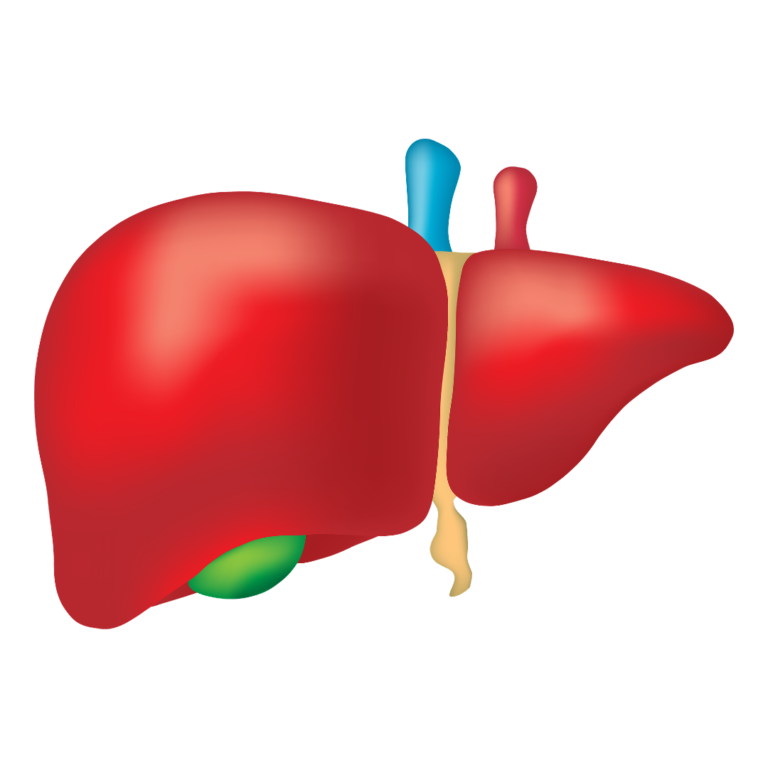 Uitscheiding, nieren – Biojuf