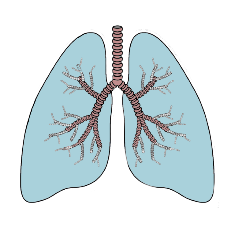 Uitscheiding, de longen – Biojuf