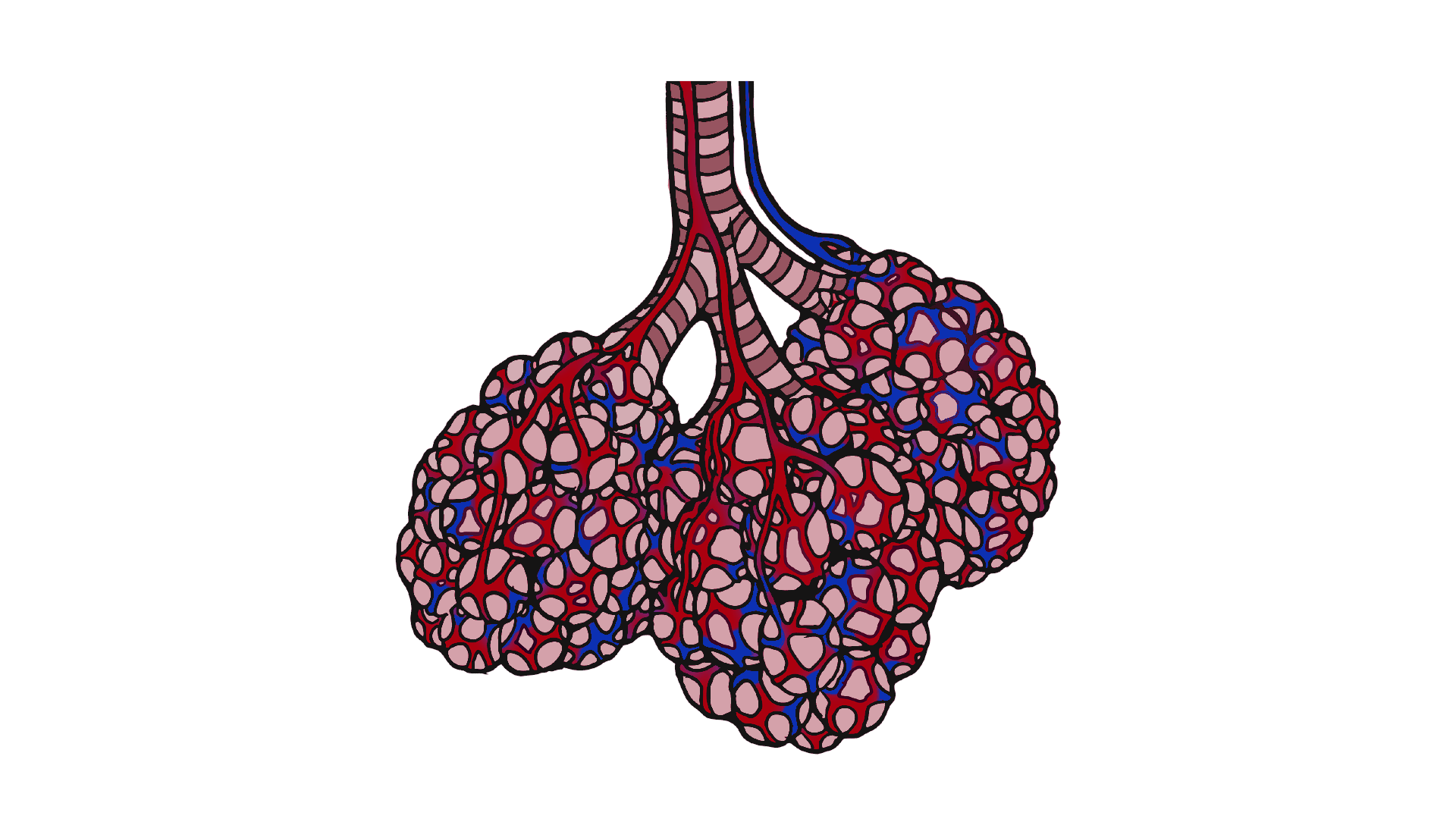 Uitscheiding, de longen – Biojuf