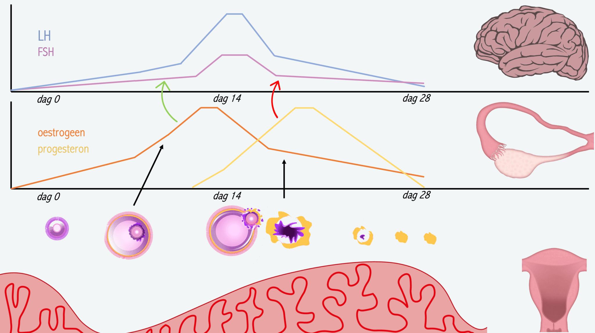 Geslachtelijke voortplanting – Biojuf