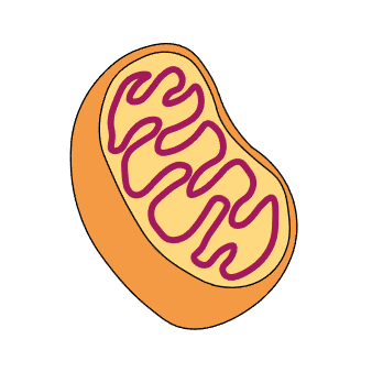 Uitscheiding, de longen – Biojuf