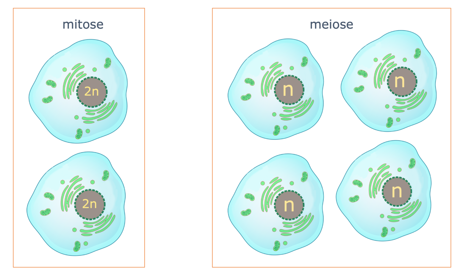 Chromosomen – Biojuf