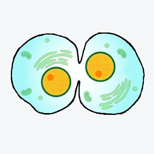 Celdeling – Biojuf