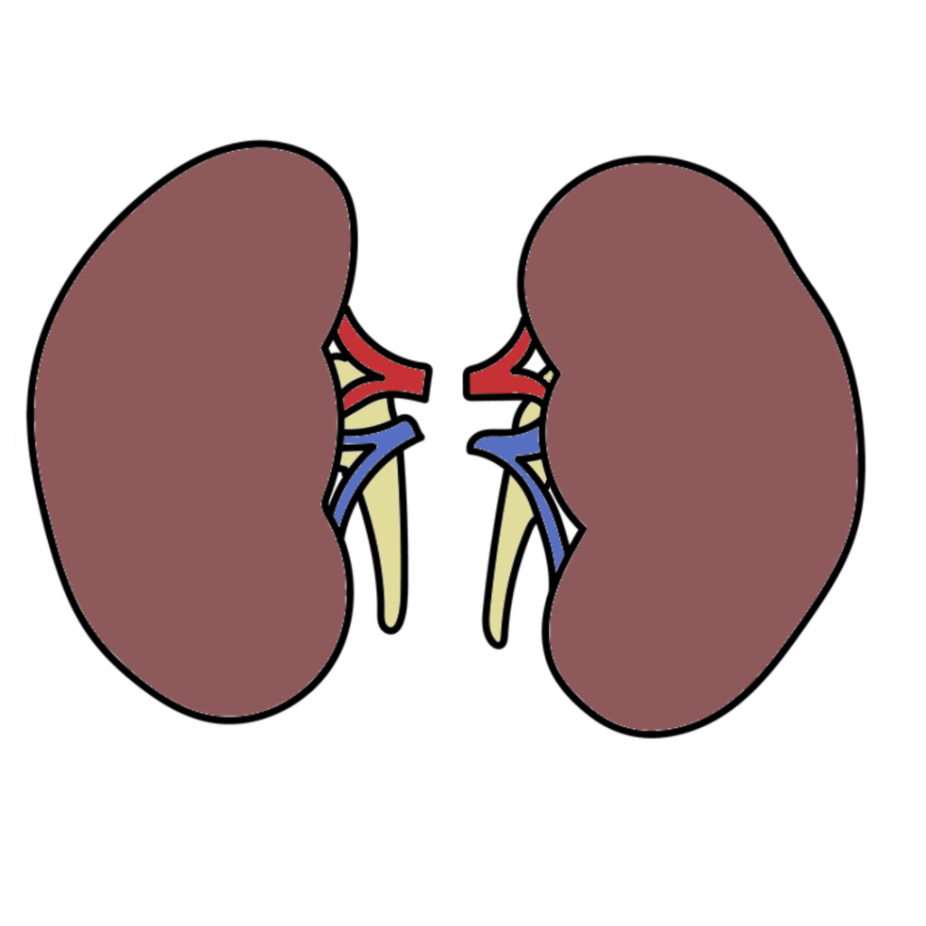 Uitscheiding, nieren – Biojuf