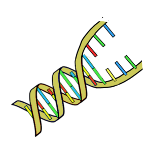 DNA replicatie – Biojuf