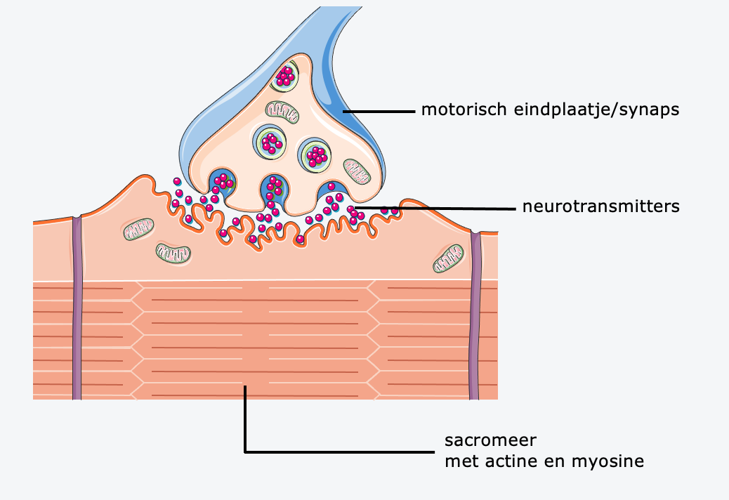 Spieren – Biojuf