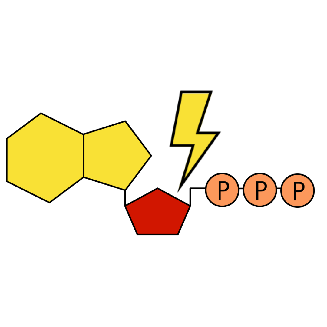 Stofwisseling – Biojuf