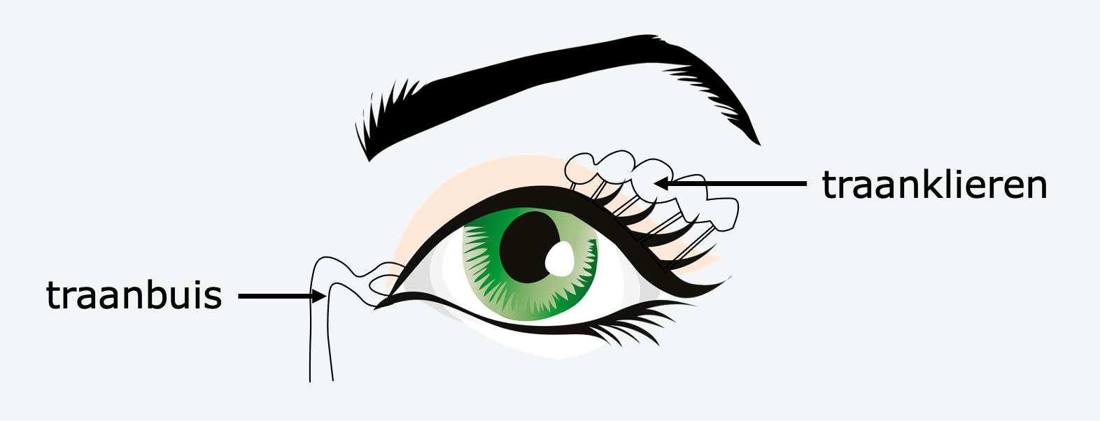 Zien – Biojuf