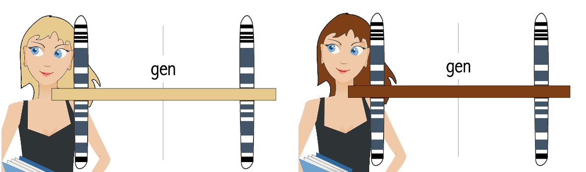 Kruisingsschema’s – Biojuf