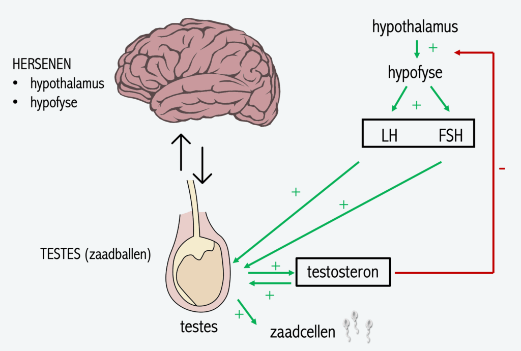 Geslachtelijke voortplanting – Biojuf