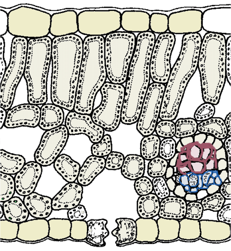 Transport in een plant – Biojuf