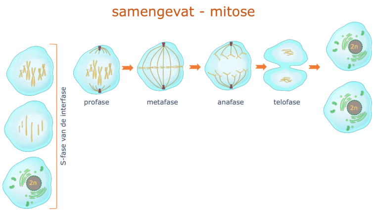 Chromosomen – Biojuf