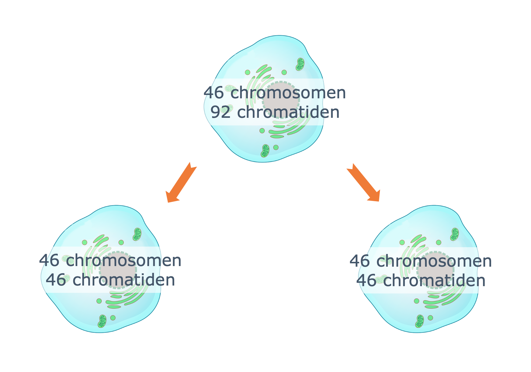 Chromosomen – Biojuf